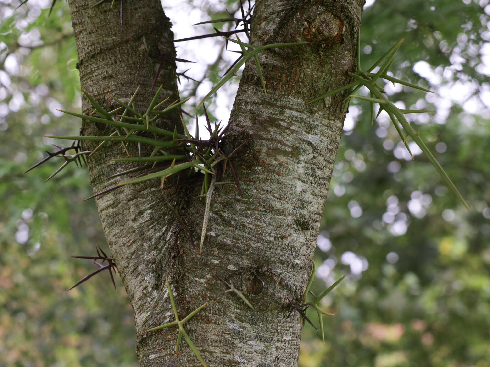 Gleditsia caspica – Arboretum Assen