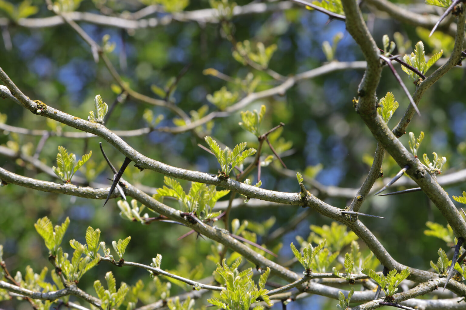 Gleditsia caspica – Arboretum Assen
